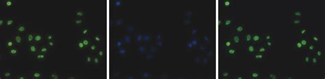 H2ak5ac Antibody Chip Seq Grade C15410215 Diagenode