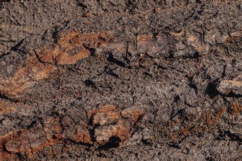 Premium Photo Texture Of Old Tree Bark