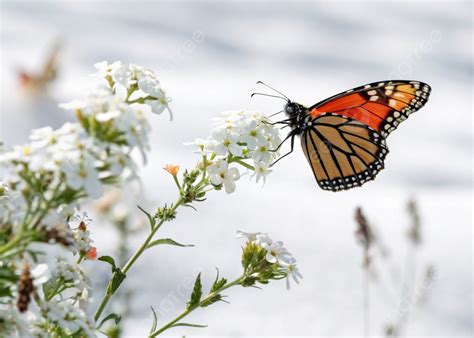 Graceful Wings Spanning Across Pure White Scene Background Butterfly