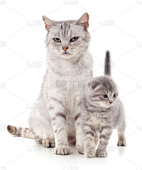 灰猫和小猫。素材 花瓣网