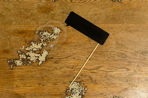 귀하의 광고에 대 한 빈 공간을 가진 소형 핀 플래그입니다 0명에 대한 스톡 사진 및 기타 이미지 0명 가지 식물 부위 검은색 Istock