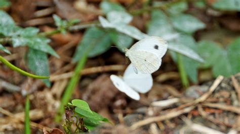 高雄 茂林 紫蝶幽谷 姿沙里沙里步道 期間限定雙年賞蝶季全攻略 全球唯二百萬等級 大規模紫斑蝶飛舞夢幻場景 茂林賞蝶祈福之旅全新登場
