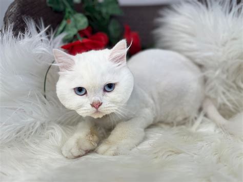 페르시안 화니 비숑프리제분양가 유기견 미니비숑 웰시코기분양 스피츠 요크셔테리어분양 먼치킨고양이 노르웨이숲고양이분양 강아지입양 고양이입양 도그마루 보호소 펫샵 유기견