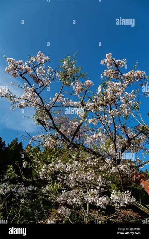 Cherry Blossom In Alishan National Forest Recreation Area At Chiayi