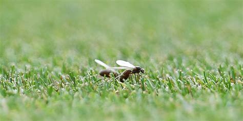 Vast Swarm Of Flying Ants Mistaken For Rain Clouds By Uk Weather Radar