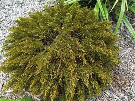 Hebe Veronica Ochracea James Stirling In The Veronicas Database Garden Org