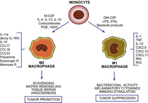 Tumor Associated Macrophages Function Phenotype And Link To