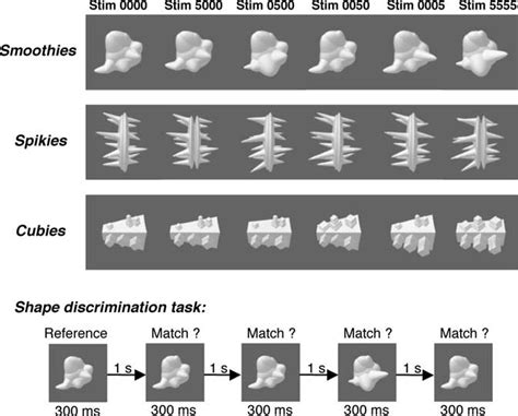 Stimuli Stim And Tasks Used In The Training Experiment For Each Of