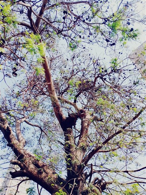 ورد أسود مجلة إيفرست