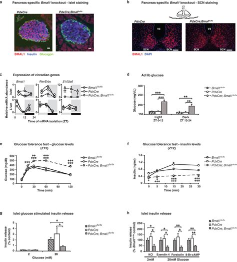 Disruption Of The Clock Components Clock And Bmal1 Leads To Hypoinsulinaemia And Diabetes