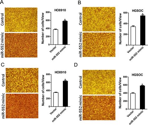 Mir 552 Overexpression Facilitates Ovarian Cancer Cells Migration And