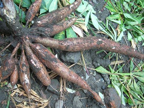 Healty 8 Health Benefits Of Cassava