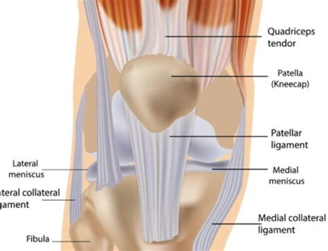 Lateral Hamstring Tendon