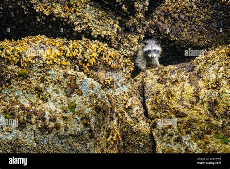 Raccoon Looking Out Between Boulders Along The Low Tide Line In The