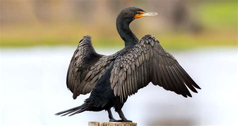 Double Crested Cormorant Sounds All About Birds Cornell Lab Of