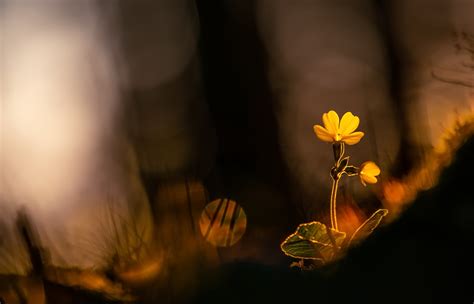 Flower Hd Bokeh Spring Nature Yellow Flower Hd Wallpaper Rare