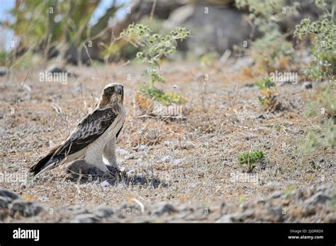 Hieraaetus Pennatus The Booted Eagle Is A Species Of Accipitriform