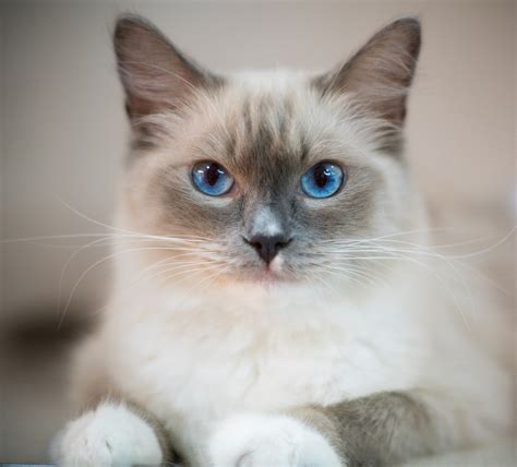 Ragdoll Info Temperament Charakteristik Bilder Preise