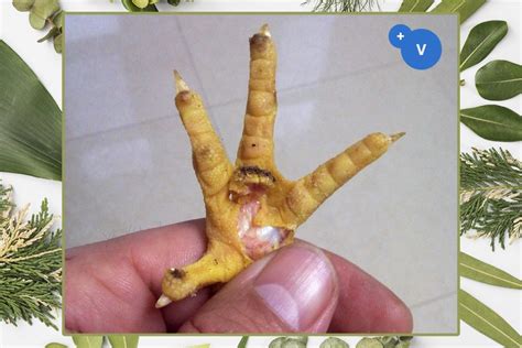 The Use Of Essential Oils In Broilers Cuts Down The Incidence Of Footpad Dermatitis By Half