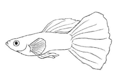 17 Contoh Sketsa Gambar Ikan Beragam Jenis Broonet Riset