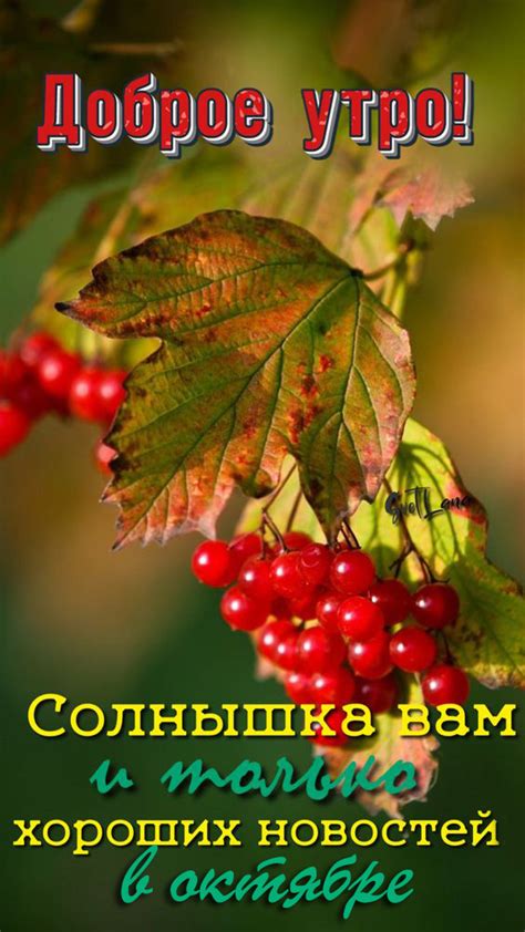 Красивые картинки Доброе утро октября 60 штук