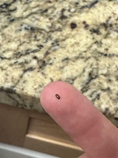 Bug Identification Needed R Whatsthisbug