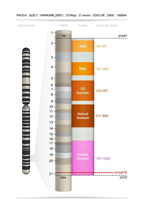 Where Are Exactly The Locations Of H1047r And R88q In Pik3ca Mutation