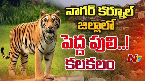 Tiger Hulchul At Nagar Kurnool District Ntv Youtube