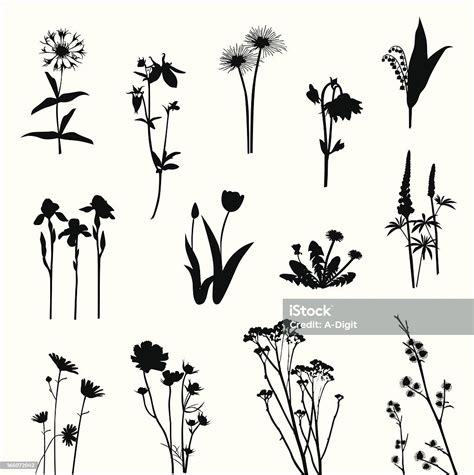 Wild Flowers Vector Silhouette向量圖形及更多雛菊 菊科圖片 雛菊 菊科 花 薊 Istock