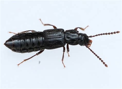 Coprophilus Striatulus · Inaturalist Mexico