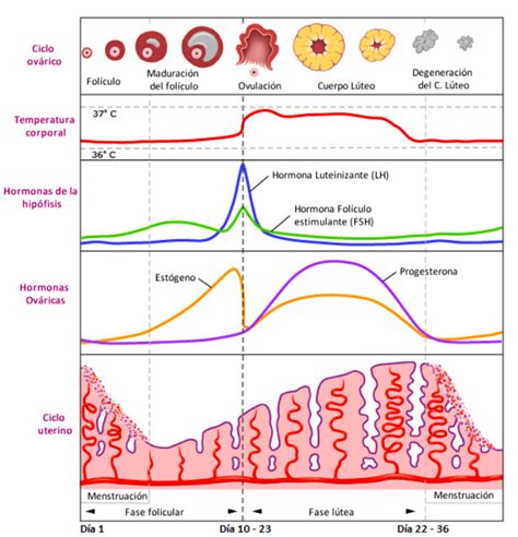 Entiende Tu Ciclo Menstrual ClÍnica Ancestral NutriciÓn Integrativa