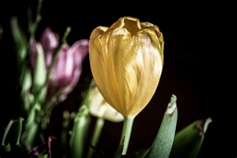 Tulpe Blume Gelbe Kostenloses Foto Auf Pixabay Pixabay