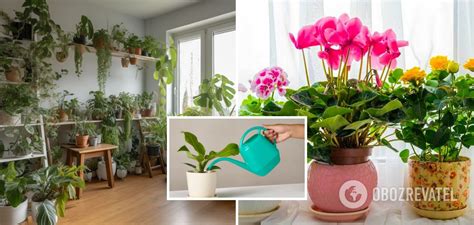 Чим полити кімнатні квіти щоб швидше росли як поливати рослини мінералкою Oboz Ua