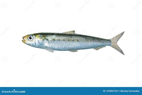 Sardine Stock Illustration Illustration Of Food Sardine 125902734