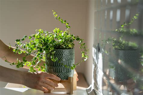 Shade Loving Plants That Dont Need Much Light