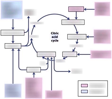 Citric Acid Cycle Diagram Quizlet
