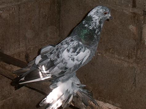 Golubovi