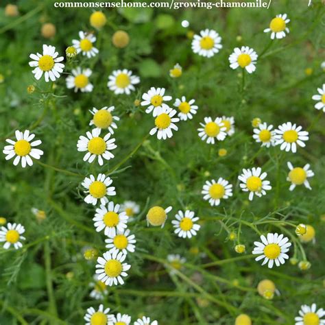 Growing Chamomile Easy Care Tips And Uses