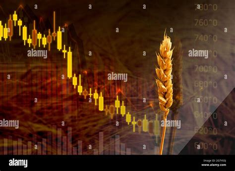 Price Level Decrease Of Agricultural Grains Shown By Chart Graph And Close Up Photo Of Wheat