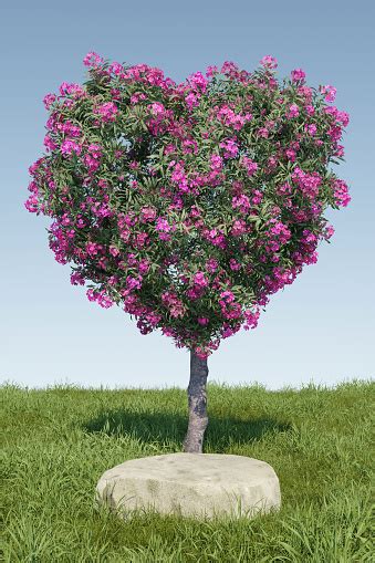 Abstact 3d 렌더링 봄 장면과 자연 연단 배경 푸른 잔디 필드 배경에 분홍색 꽃이 있는 하트 모양의 나무 제품 디스플레이 광고 화장품 스킨케어 등을 위한 맑은 하늘