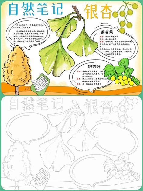 观察植物手抄报简单又漂亮 观察植物手抄报简单又漂亮生长 色粉画