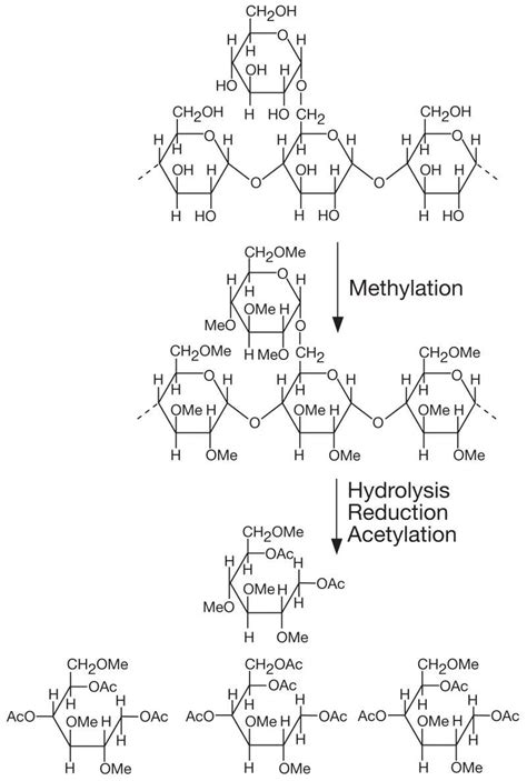 N Glycan Linkage Analysis Creative Proteomics