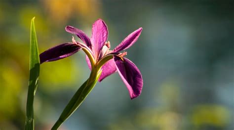 Are Irises Annual Biennial Or Perennial Plants