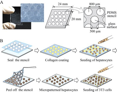 Effects Of Culture Conditions On A Micropatterned Co Culture Of Rat