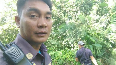 Foraging Rattan Shootsubod Ng Uwaysprakataktv9616