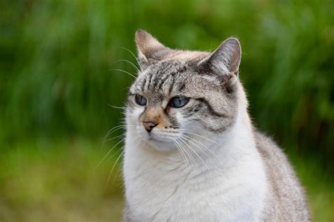 40000 Free The Pussy Cat And Cat Photos Pixabay