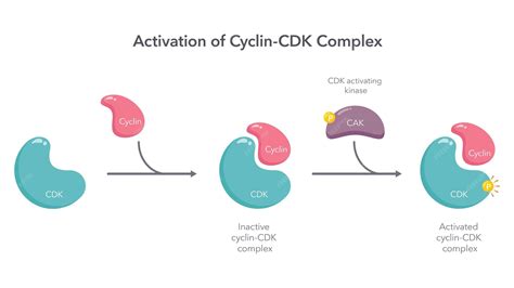 Premium Vector Activation Of Cyclin Cdk Complex Scientific Vector Illustration Infographic