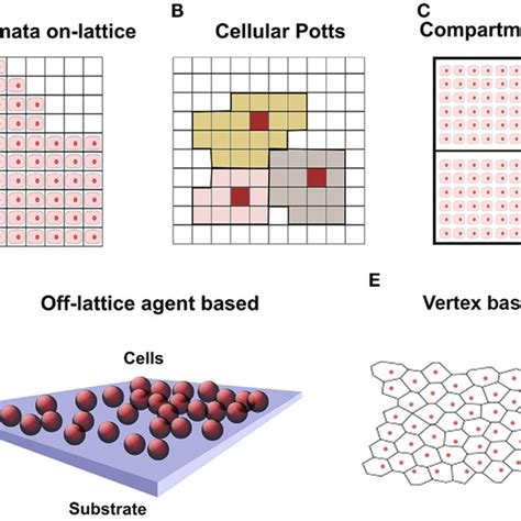 Schematic Representation Of Cell Population In Discrete Models Where Download Scientific