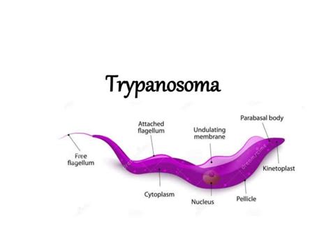 Trypanosoma Gambiense Slide Trypanosomiasis Trypanosoma Brucei