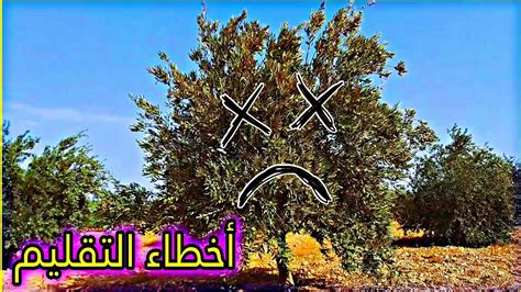 مشاكل تقليم أشجار الزيتون واضرارها على الأنتاج أخطاء تقليم الزيتون